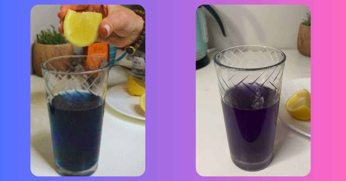 Butterfly Pea Flower Tea: Magical and Healthy - MyPurseStrings.com